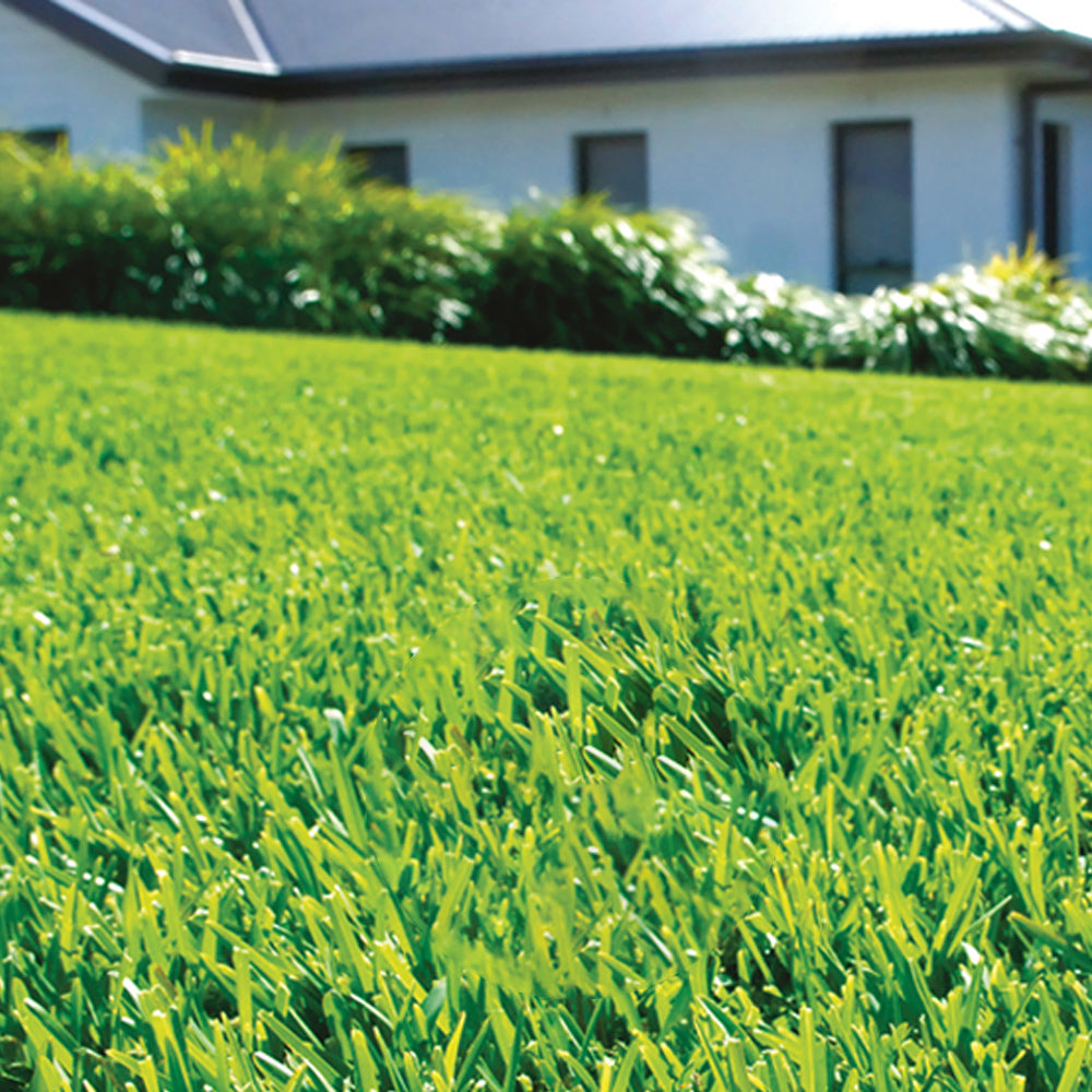 Sir Walter DNA Certified Buffalo Turf – The Landscape Store