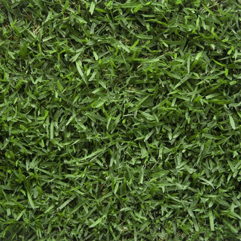 Zoysia Australis Turf – The Landscape Store